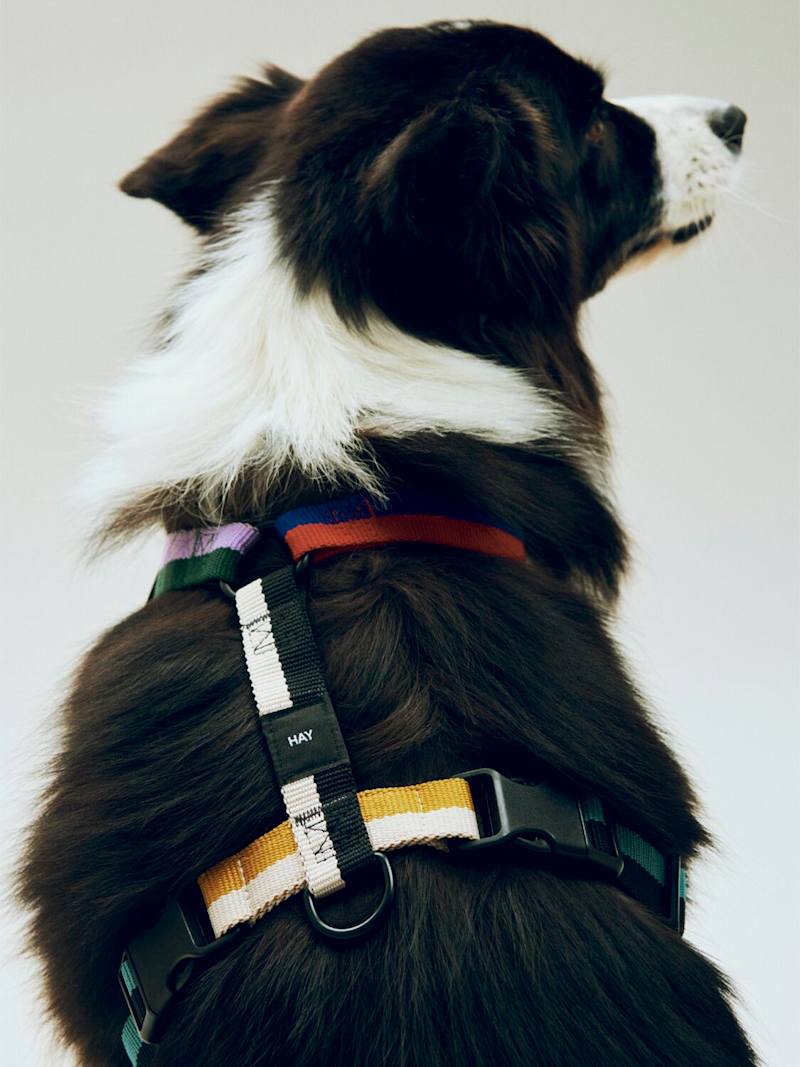 Dog harness - HAY - Home | Luisaviaroma